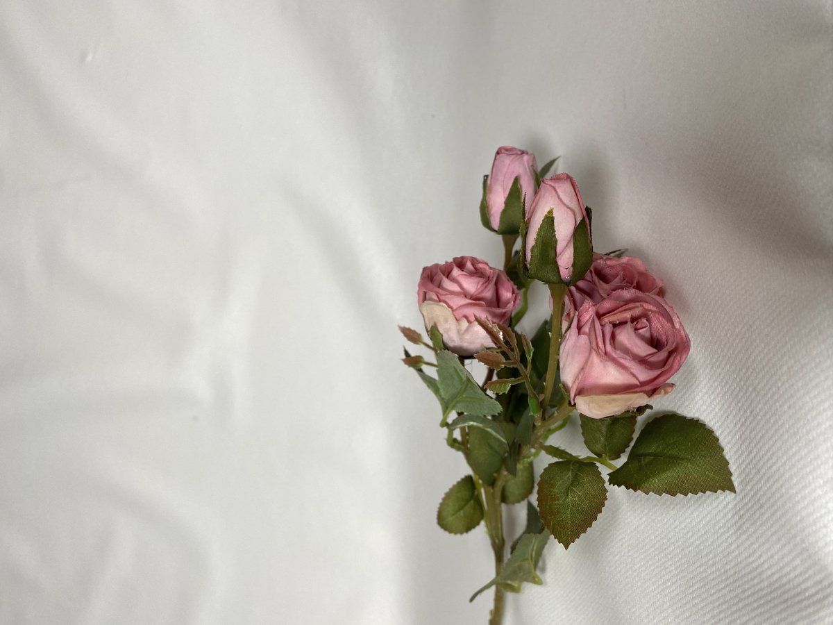 Rosa roser - Vores Produkter - Den Gamle Stald